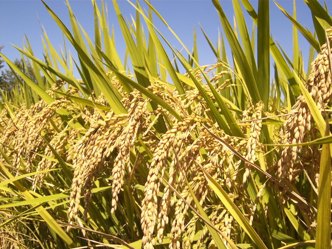 Revolutionizing Rice Farming: CRISPR Genome Editing Defeats Rice Yellow ...