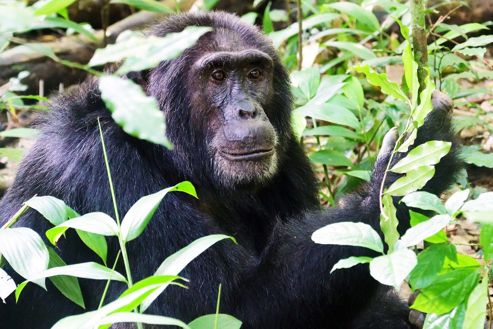 Climate Change Threatens African Great Apes: Urgent Conservation ...