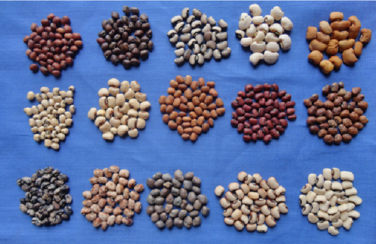 Genetic Diversity in Cowpea: Study Reveals Key Traits for Breeding ...