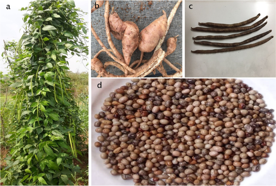 Health Benefits of African Yam Bean: Enhancing Liver, Kidney, and ...