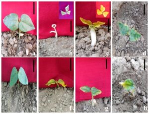 Evaluating EMS, Sodium Azide, and Hydroxylamine for Inducing ...